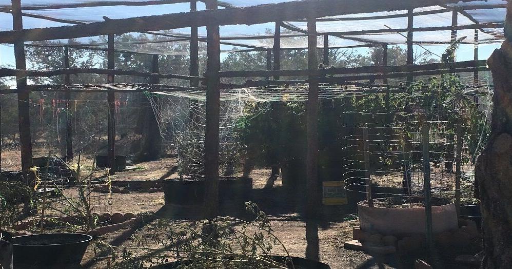 AZ DPS Detectives bust marijuana growing operation in Northern Arizona ...