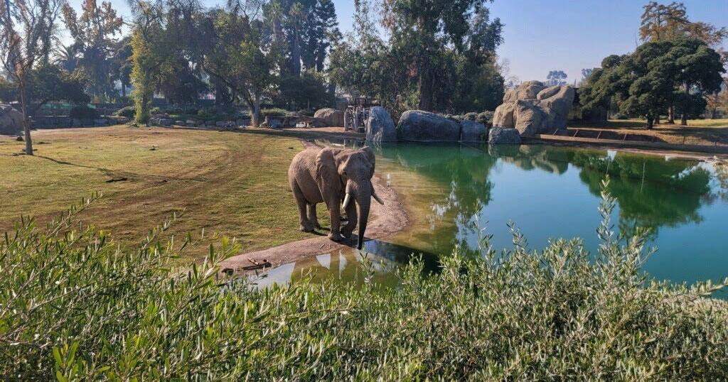 Mabu the elephant has moved | News | kvoa.com