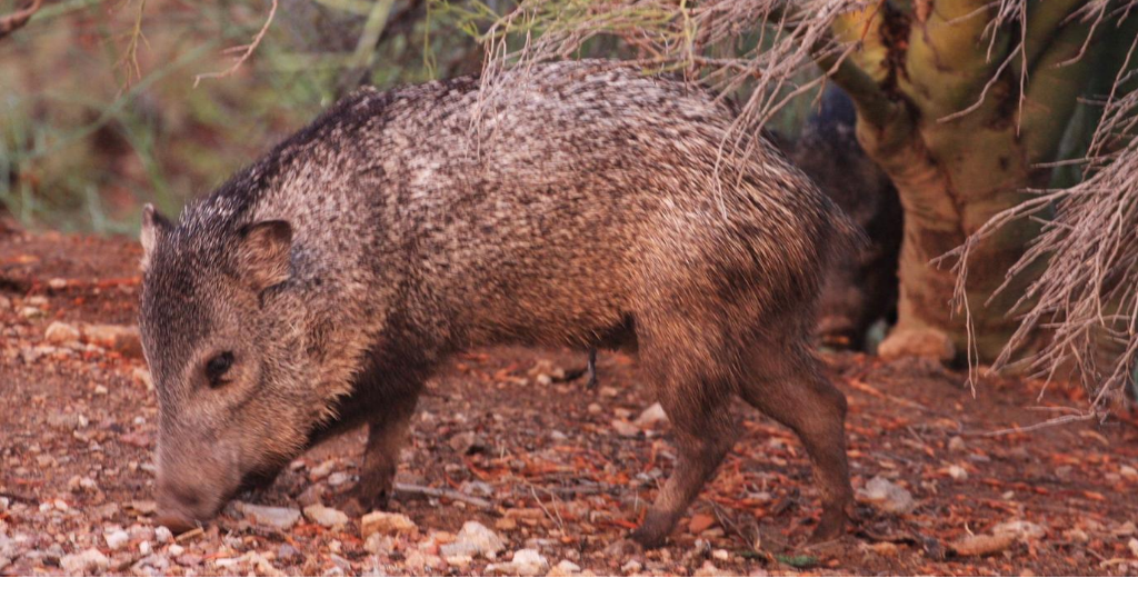 Fourth javelina attack since Oct. 4 reported in Oro Valley | News ...