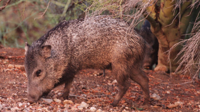 javelina bite