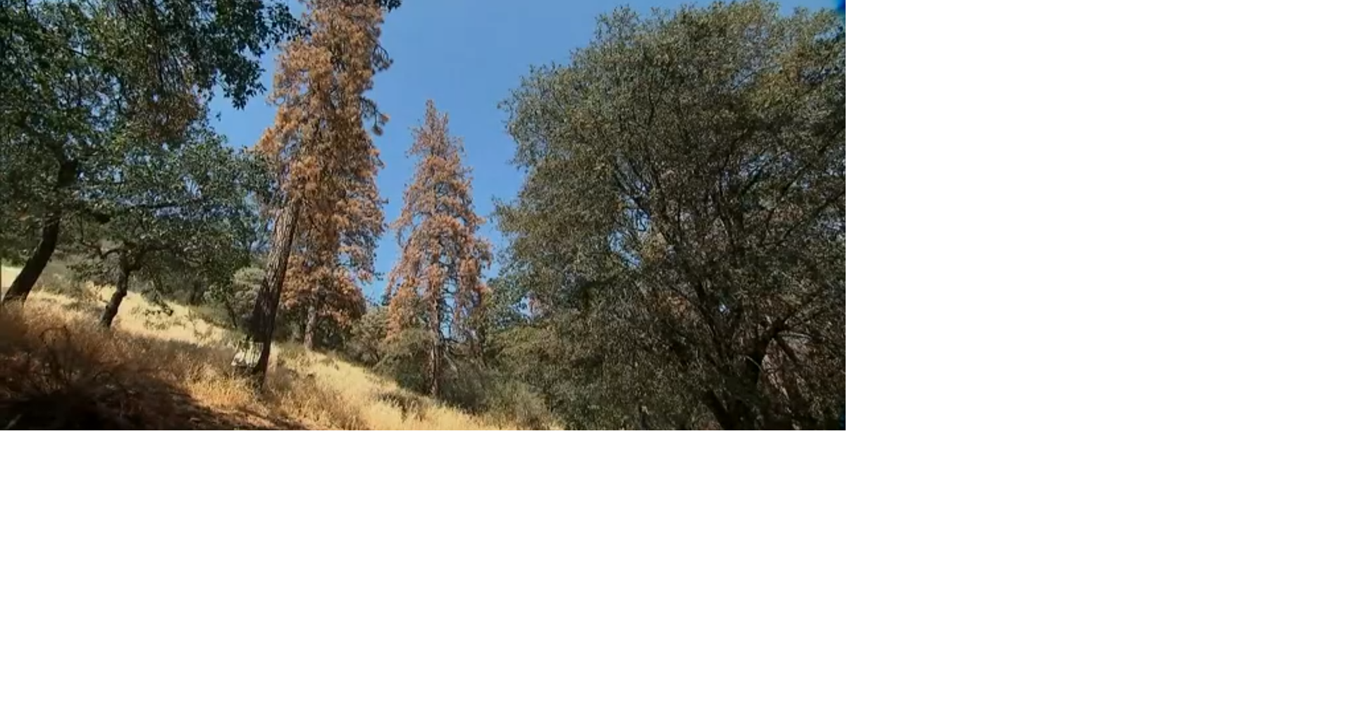 Around 10% of world’s sequoia trees died in California fire | News ...