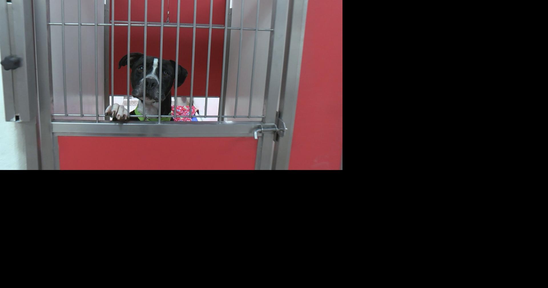 Tucson's PACC needs adoptions to avoid euthanizing dogs | Local News ...