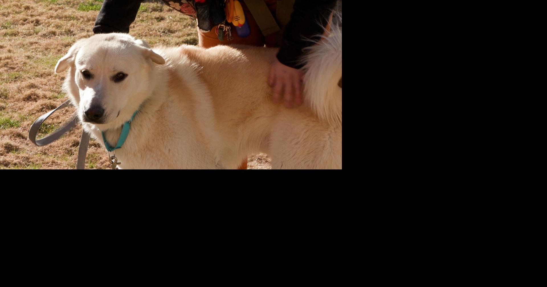 Tucson Subaru Pet of the Week: Meet Sam | Community | kvoa.com