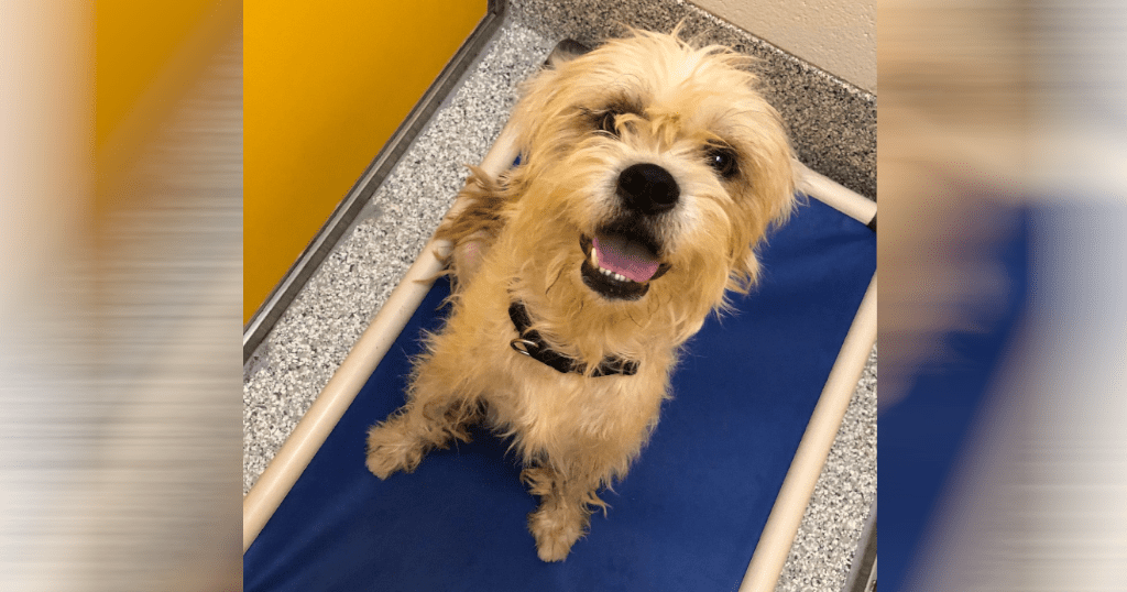 PACC takes in 58 pets from hoarding case | Local News | kvoa.com