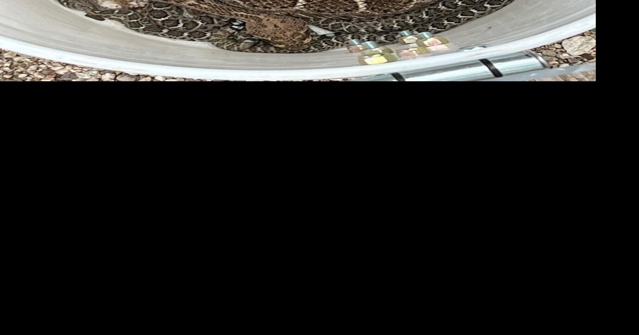 11 snakes, including 9 baby rattlesnakes, removed from home in Oro ...
