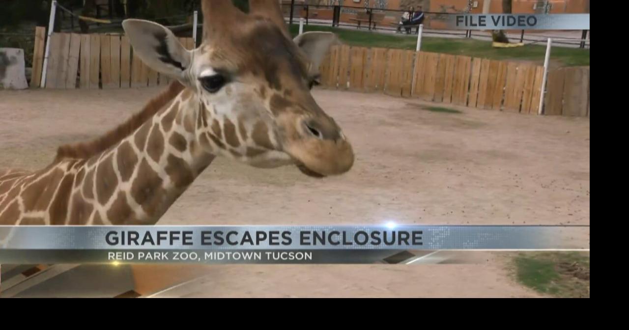 Reid Park Zoo delays opening as giraffe, Msituni, gets out of enclosure ...