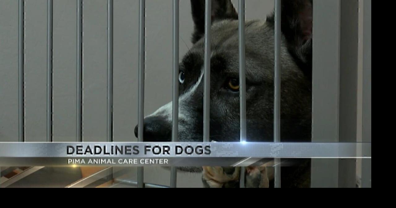 PACC urges adoptions as dogs face deadlines due to overcrowded shelter ...