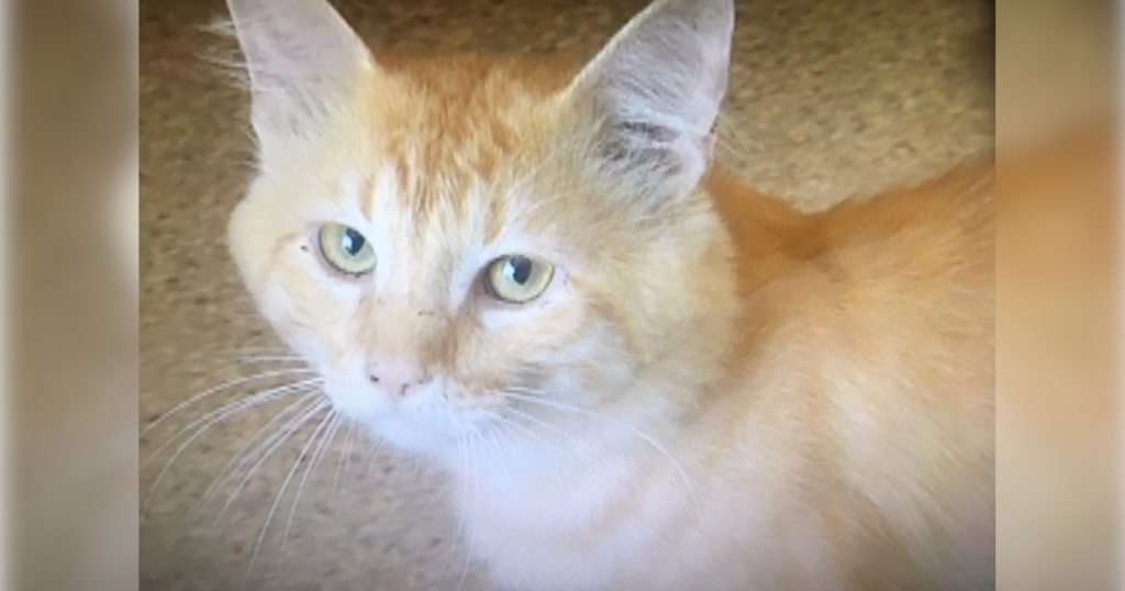 IN-DEPTH: Getting answers on case of captured cats | Local News | kvoa.com