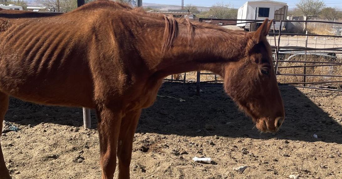 Neglected horses rescued in Tucson; investigation underway | News ...