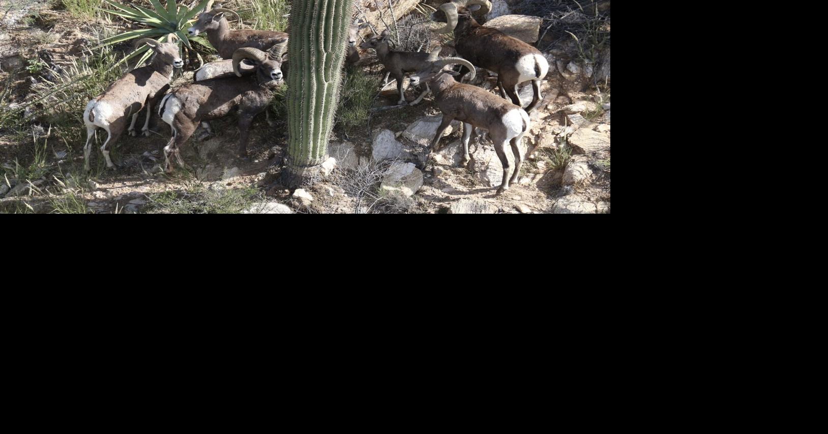 Survey: Bighorn sheep population 'stable' after threatened by fire in ...