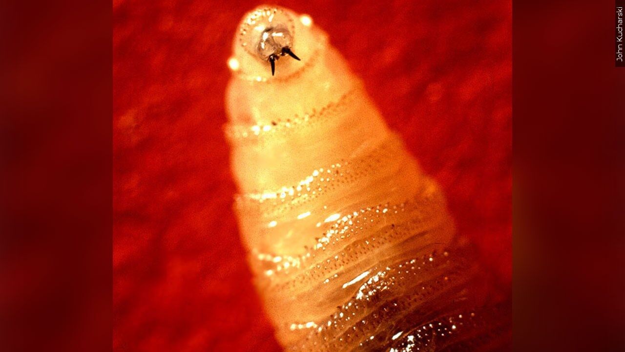 New World screwworm, Cochliomyia hominivorax, is a fly endemic to parts ...