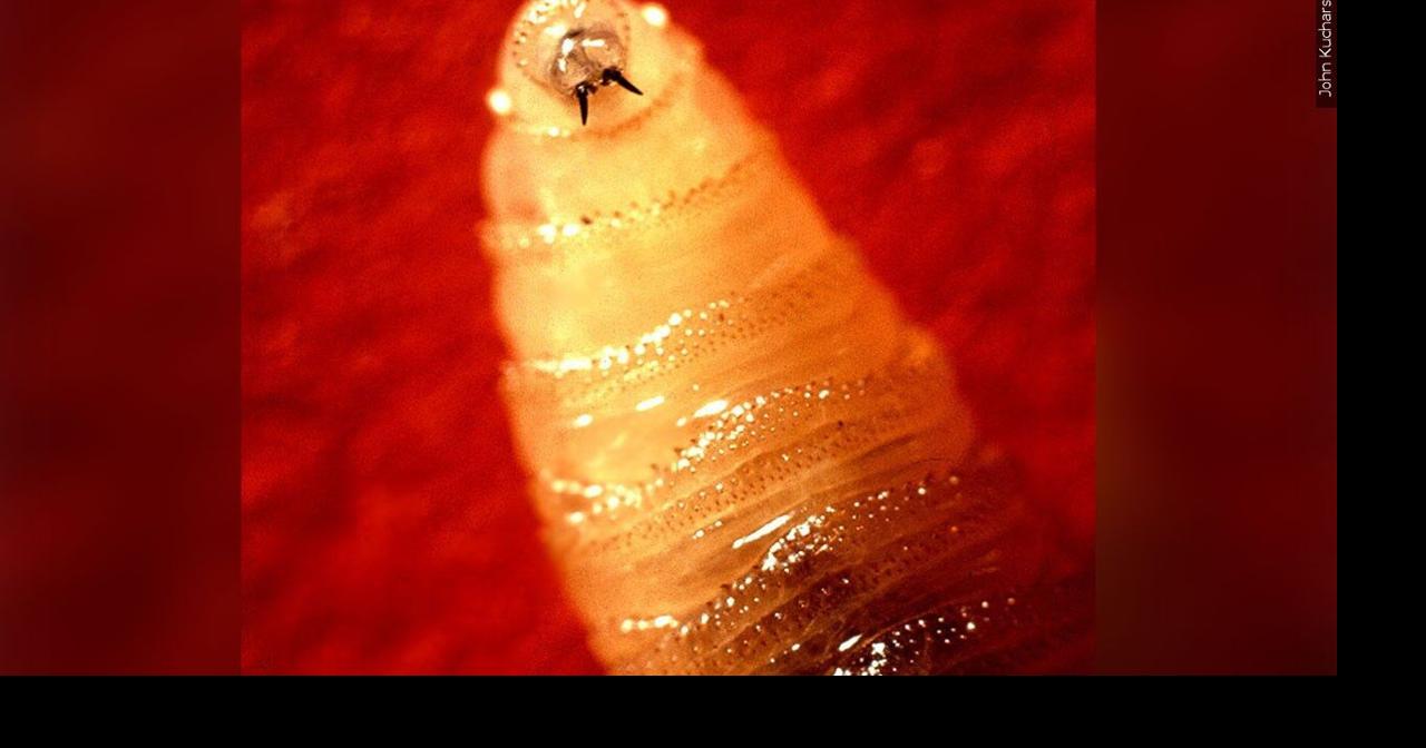 New World screwworm, Cochliomyia hominivorax, is a fly endemic to parts ...