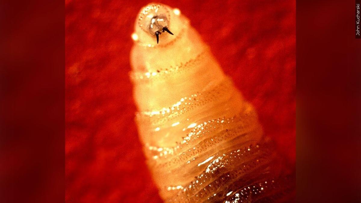 New World screwworm, Cochliomyia hominivorax, is a fly endemic to parts ...