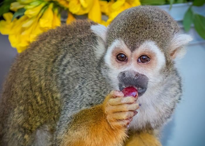 PHOTOS: Squirrel Monkeys enjoy Thanksgiving feast at Phoenix Zoo | Food ...