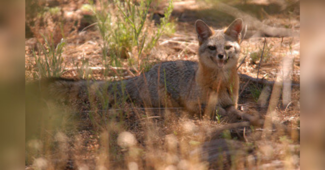 Arizona warns of rising rabies cases in wildlife | News | kvoa.com