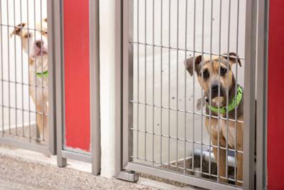 PACC looks to home dogs as disease spreads | Zoology | kvoa.com