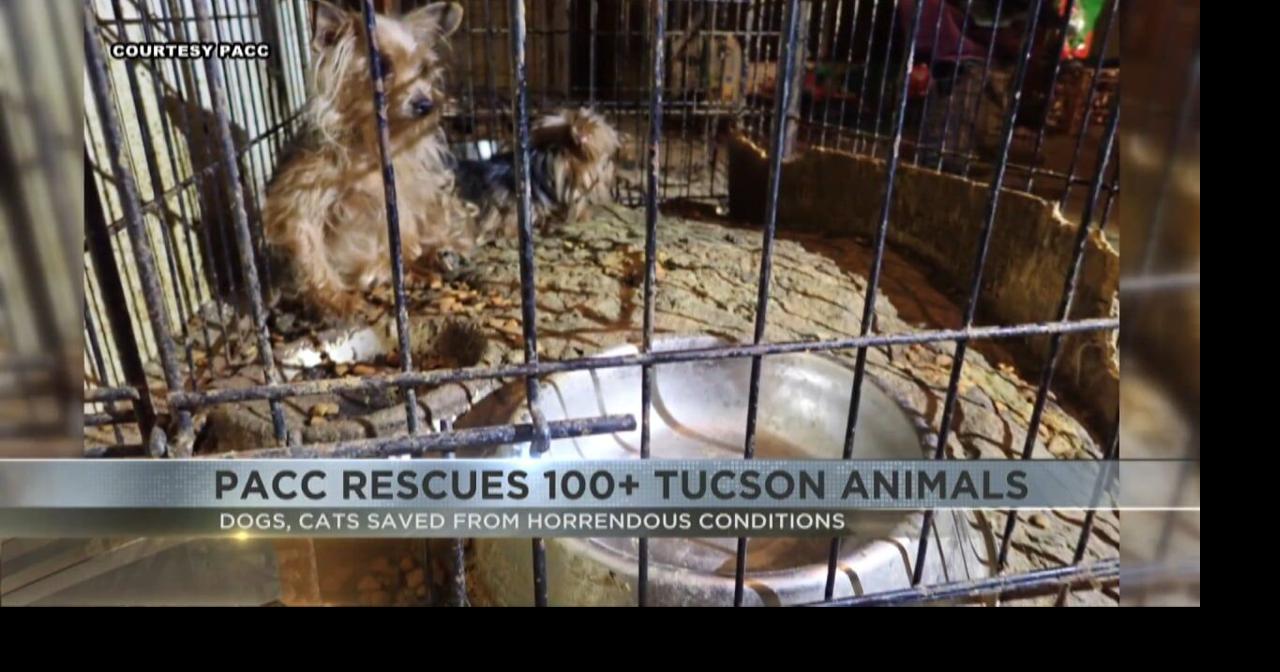 Tucson's PACC seizes over 100 animals found in small crates | Video ...