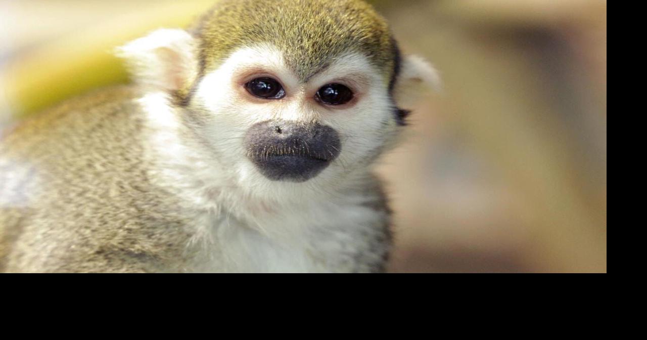 Squirrel monkey dies at Reid Park Zoo | Local News | kvoa.com