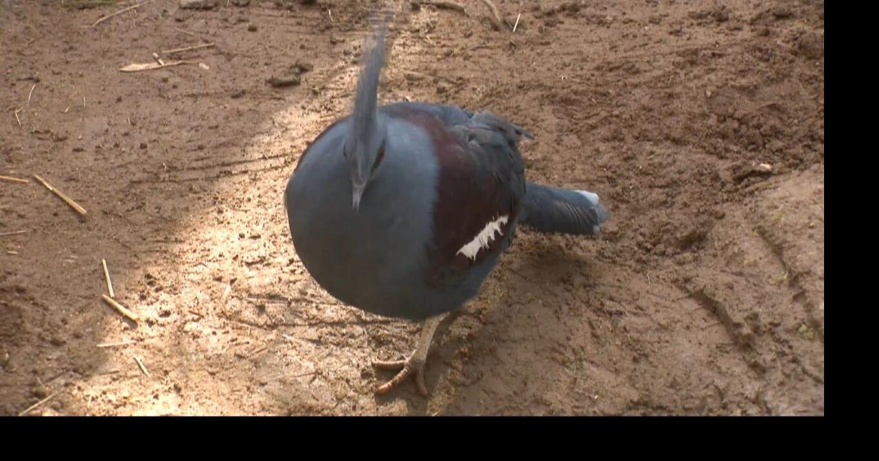 Zoo 4 U: Introduce to the largest species of pigeons in world | Video | kvoa.com