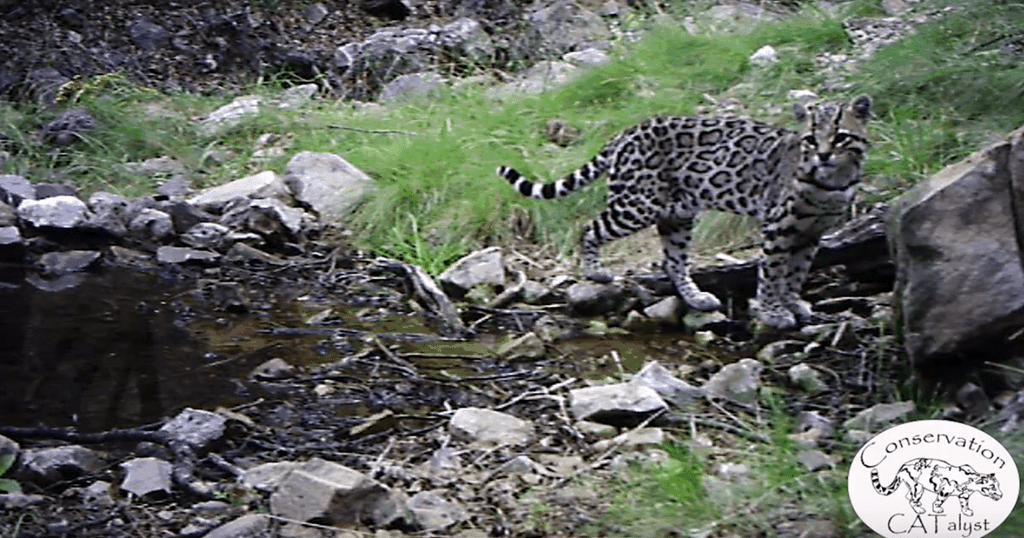 Move over, El Jefe: Footage of rare ocelot, Lil’ Jefe released | Local ...