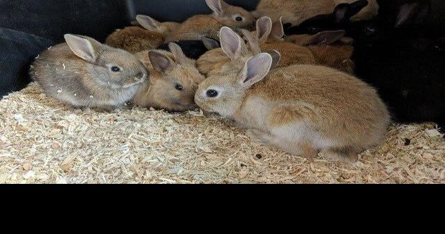 Rescued bunnies up for adoption | News | kvoa.com