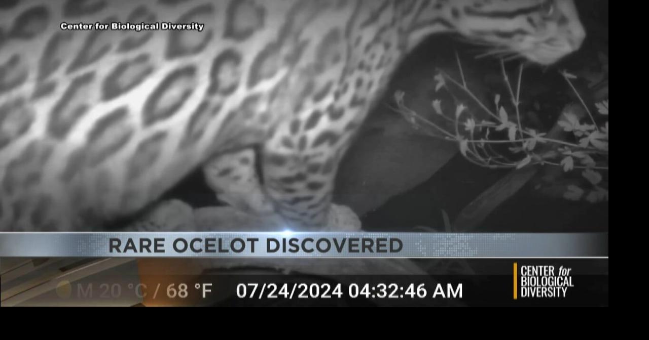 Rare ocelot spotted on trail cam on Tohono O'odham land | Video | kvoa.com