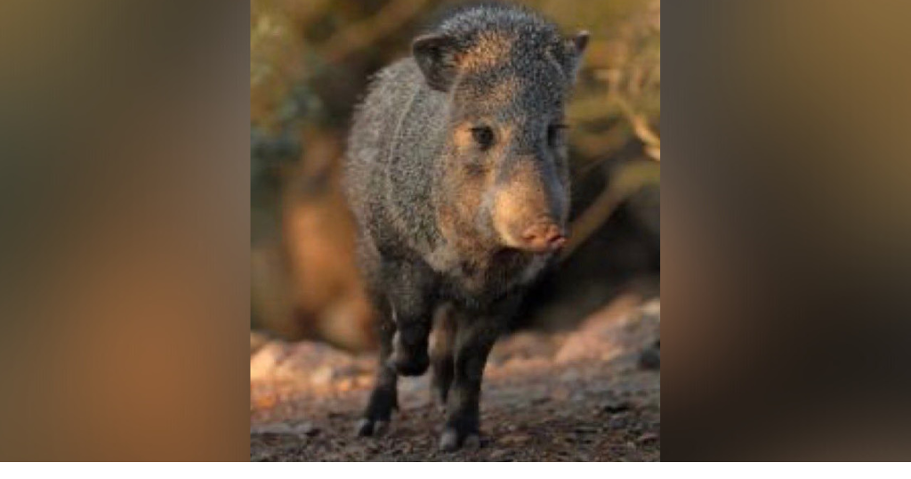 Tucson man suffers broken leg in javelina attack | Local News | kvoa.com