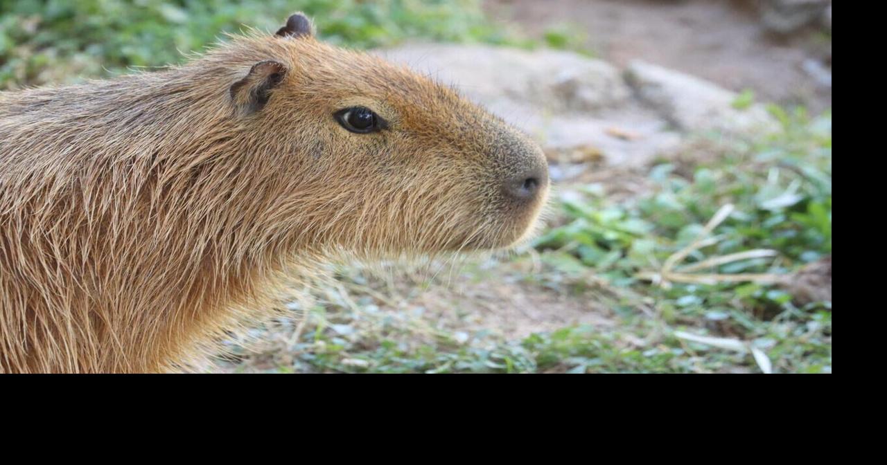 Reid Park Zoo welcomes new capybara | Good News | kvoa.com