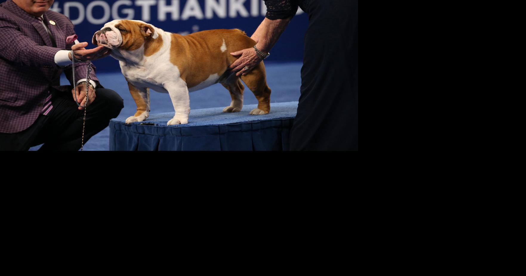 Revisit these Best-in-Show Winners just in time for the National Dog ...