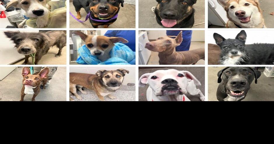 Pima Animal Care Center has link to help you find pet | News | kvoa.com