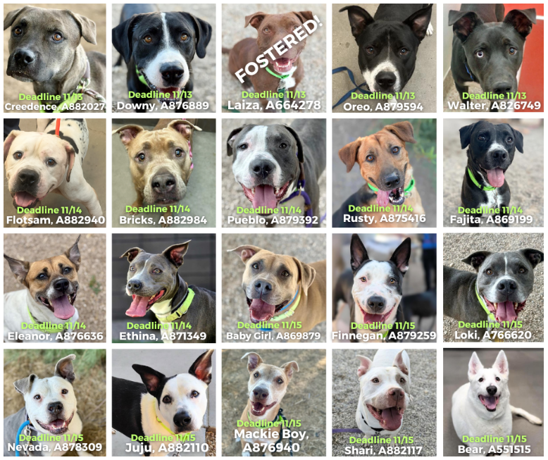 PACC asks Tucson community to help reduce overcrowded shelter as dogs ...