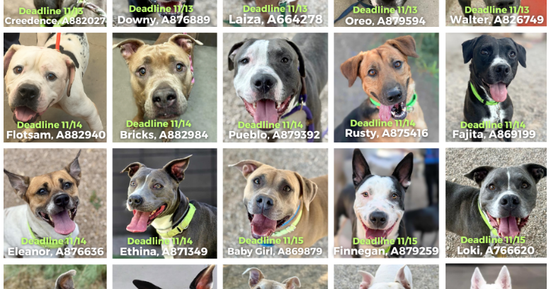 PACC asks Tucson community to help reduce overcrowded shelter as dogs ...