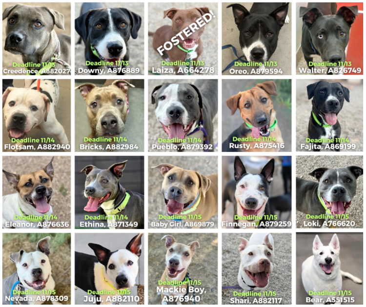 PACC asks Tucson community to help reduce overcrowded shelter as dogs ...