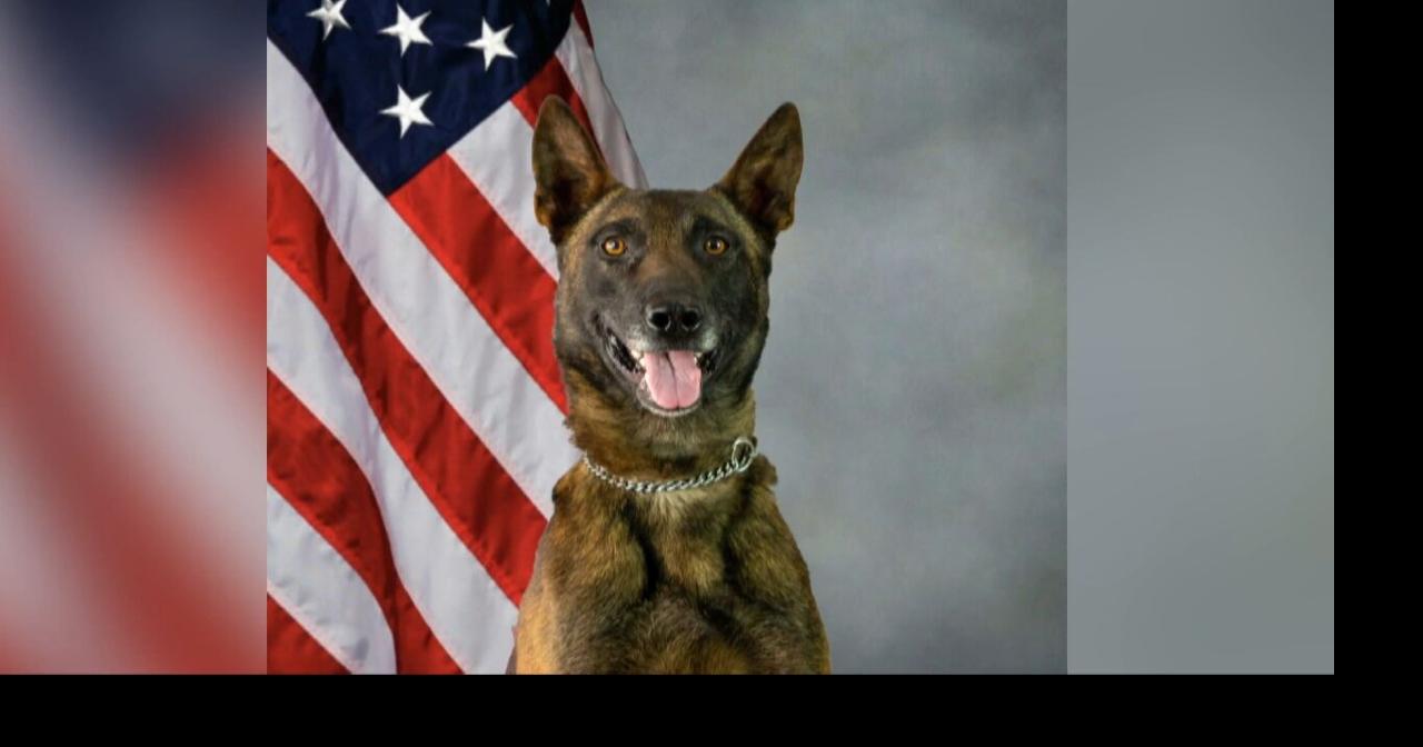 PCSD Officer K9 Kenzo killed on the job | Video | kvoa.com