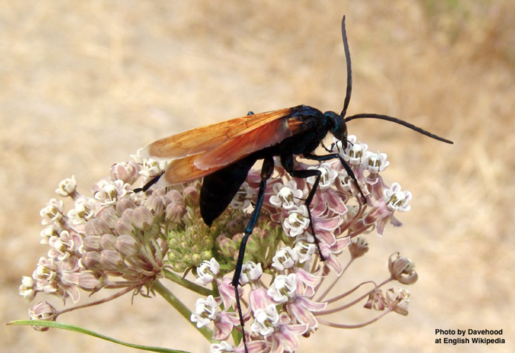 Celebrate the joy of bugs at the 11th annual Arizona Insect Festival ...