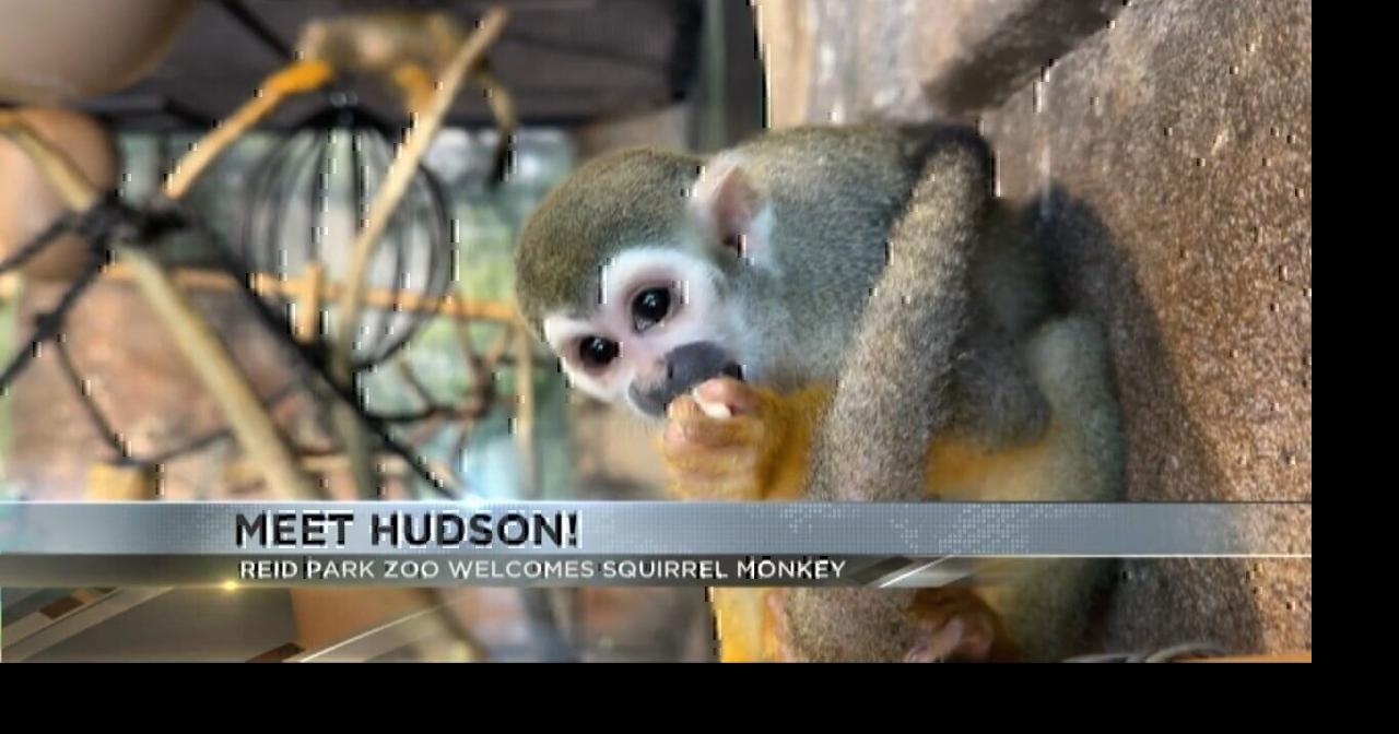 Reid Park Zoo's new squirrel monkey 'Hudson' joins the bachelor troop ...