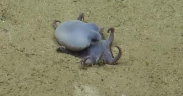 'It's Adorable!': Scientists Discover Tiny, Golf-Ball-Sized Blue ...