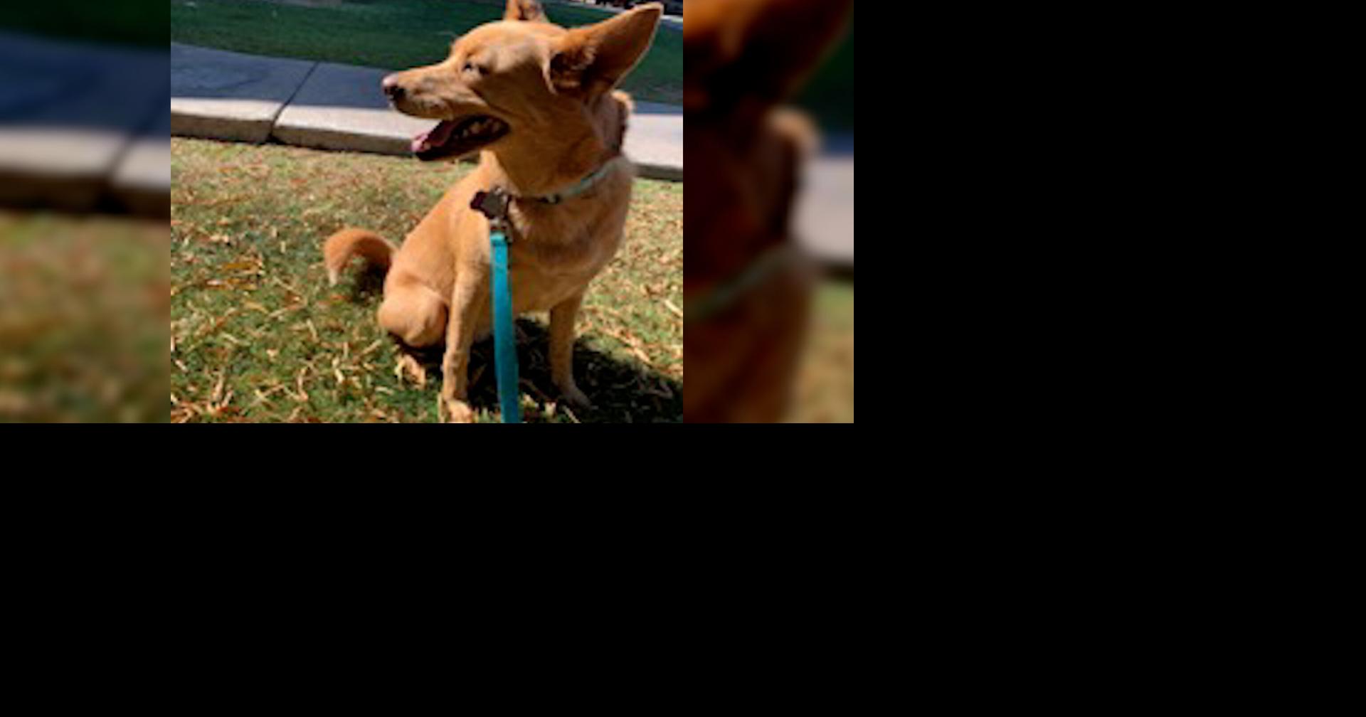 Pet owner demands answers after dog dies at Marana 'pet resort' | News ...