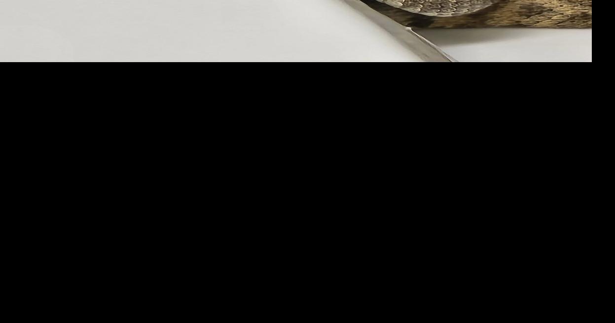 Squeal-worthy surprise: Rattlesnake in Davis-Monthan restroom | Local ...