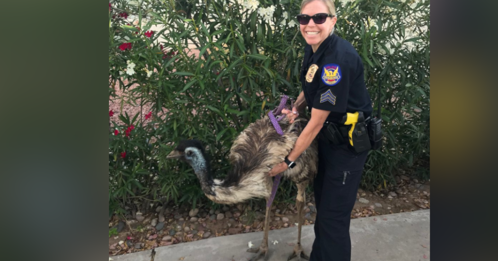 Phoenix PD shares ’emu-sing story’ of officers rescuing pet emu | Local ...