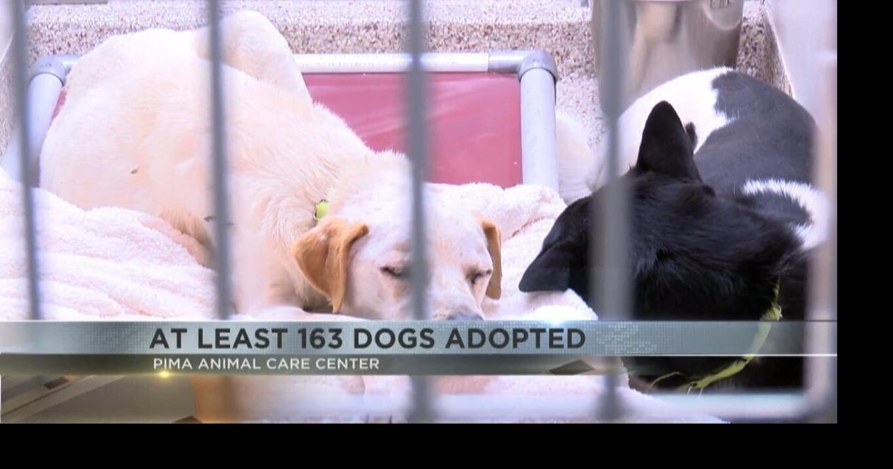 Over 100 large dogs at Tucson's PACC have been saved | Good News | kvoa.com