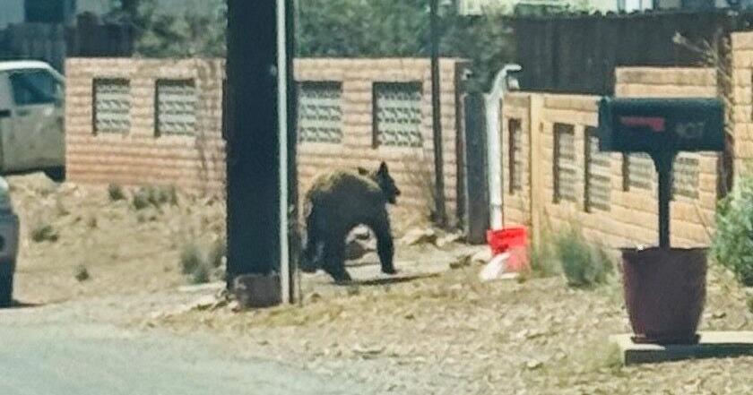 Bisbee police alert residents after several bear sightings | Local News ...