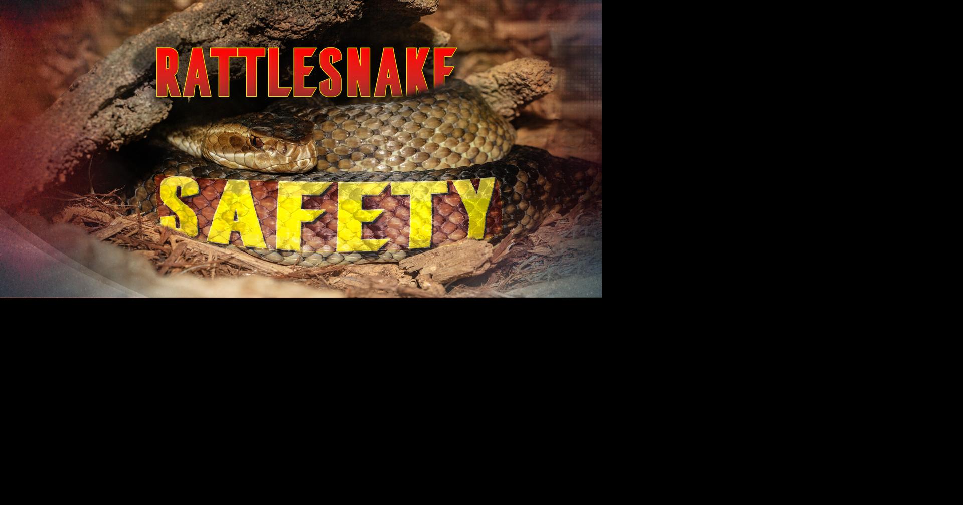 Rattlesnake season in Tucson: How to stay safe in your neighborhood ...