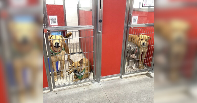 PACC remains at critical capacity after rescuing 24 dogs from one home ...