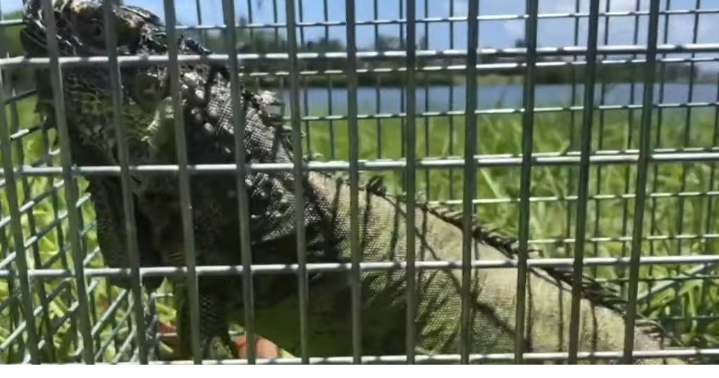 Iguana Explosion: Lizards invade south Florida | News | kvoa.com
