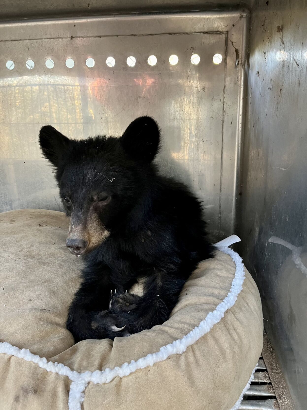 Black bear cub rescued now finds home at Bearizona | Local News | kvoa.com