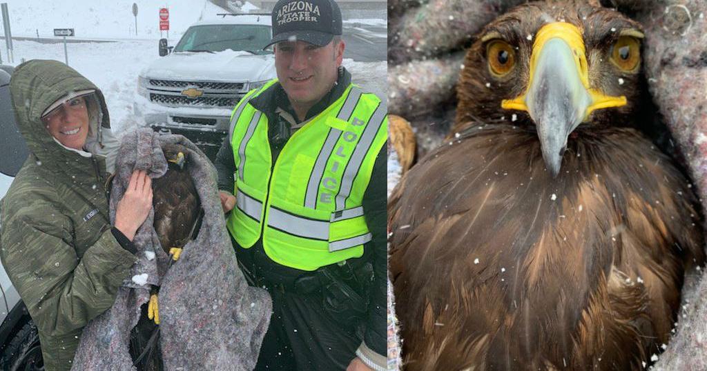 DPS trooper rescues injured bird | Local News | kvoa.com