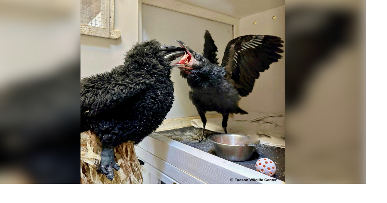 Tucson Wildlife Center showcases unique challenge in rehabilitating ...