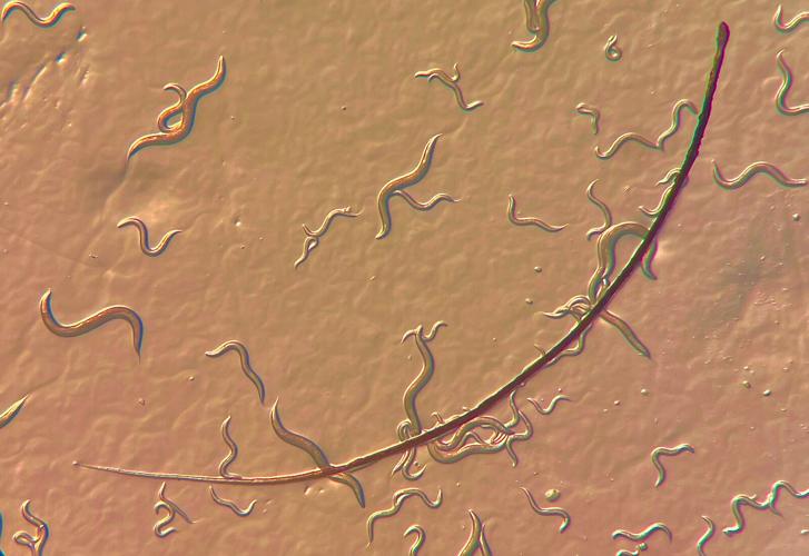 When you give a worm weed, it gets the munchies, researchers find ...