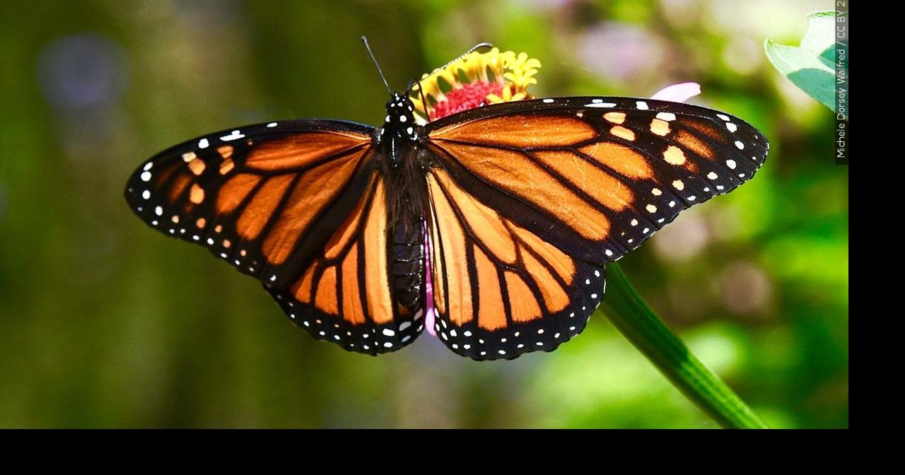Monarch butterflies are in trouble; Here's how you can help | National ...